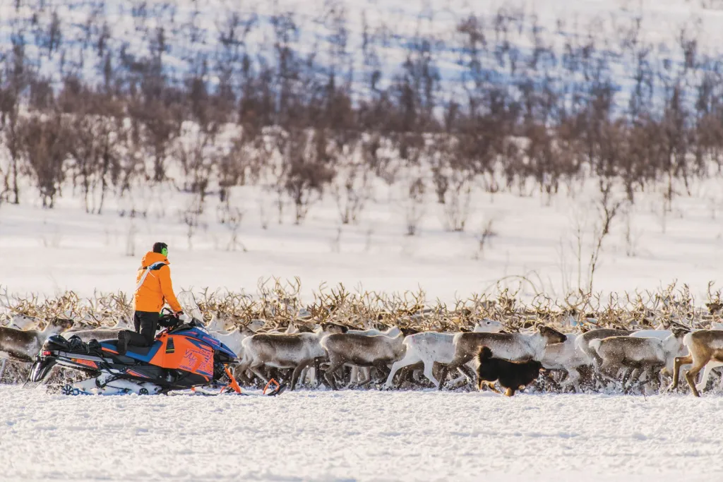The Sámi Narrative | Where the Leaves Fall